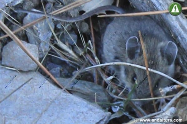 APODEMUS SYLVATICUS - RATÓN DE CAMPO - Andaltura