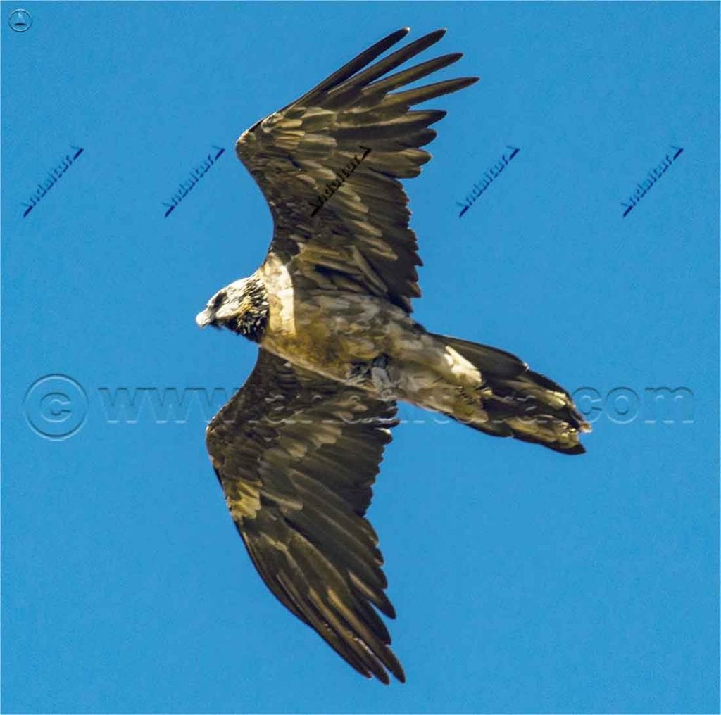 Gypaetus barbatus - Quebrantahuesos - Andaltura
