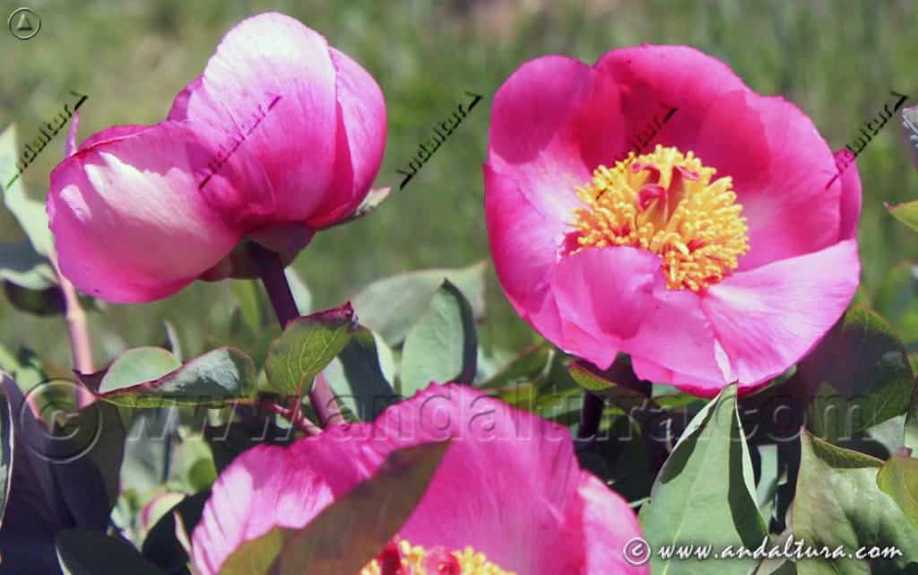 Paeonia coriacea - Peonía - Andaltura