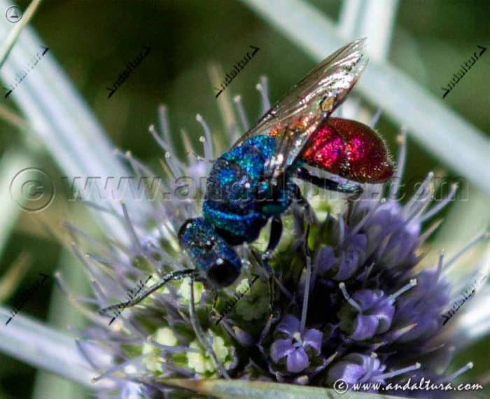 Chrysis ignita - Avispa cuco - Andaltura