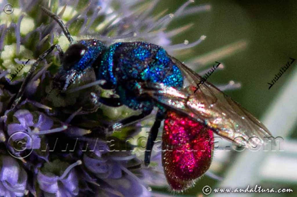 Chrysis ignita - Avispa cuco - Andaltura
