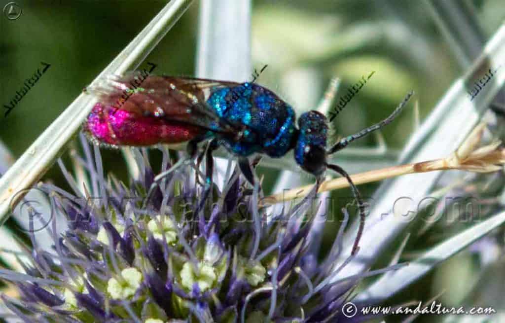 Chrysis ignita - Avispa cuco - Andaltura