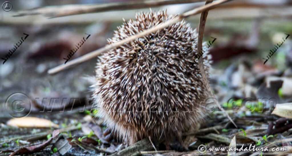 Erizo común - Erinaceus europaeus - Andaltura