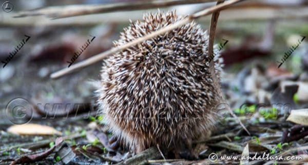 Erizo común - Erinaceus europaeus - Andaltura