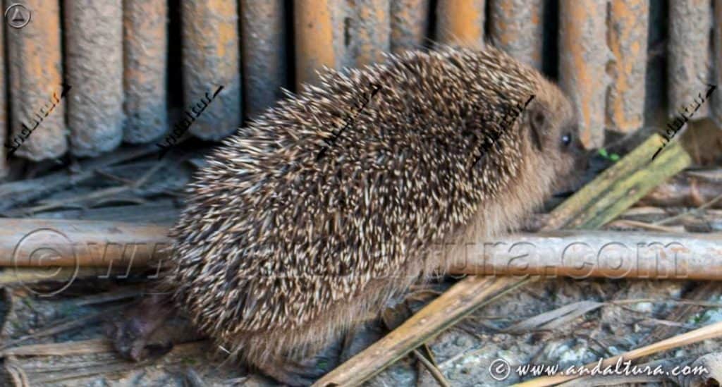 Erizo común - Erinaceus europaeus - Andaltura